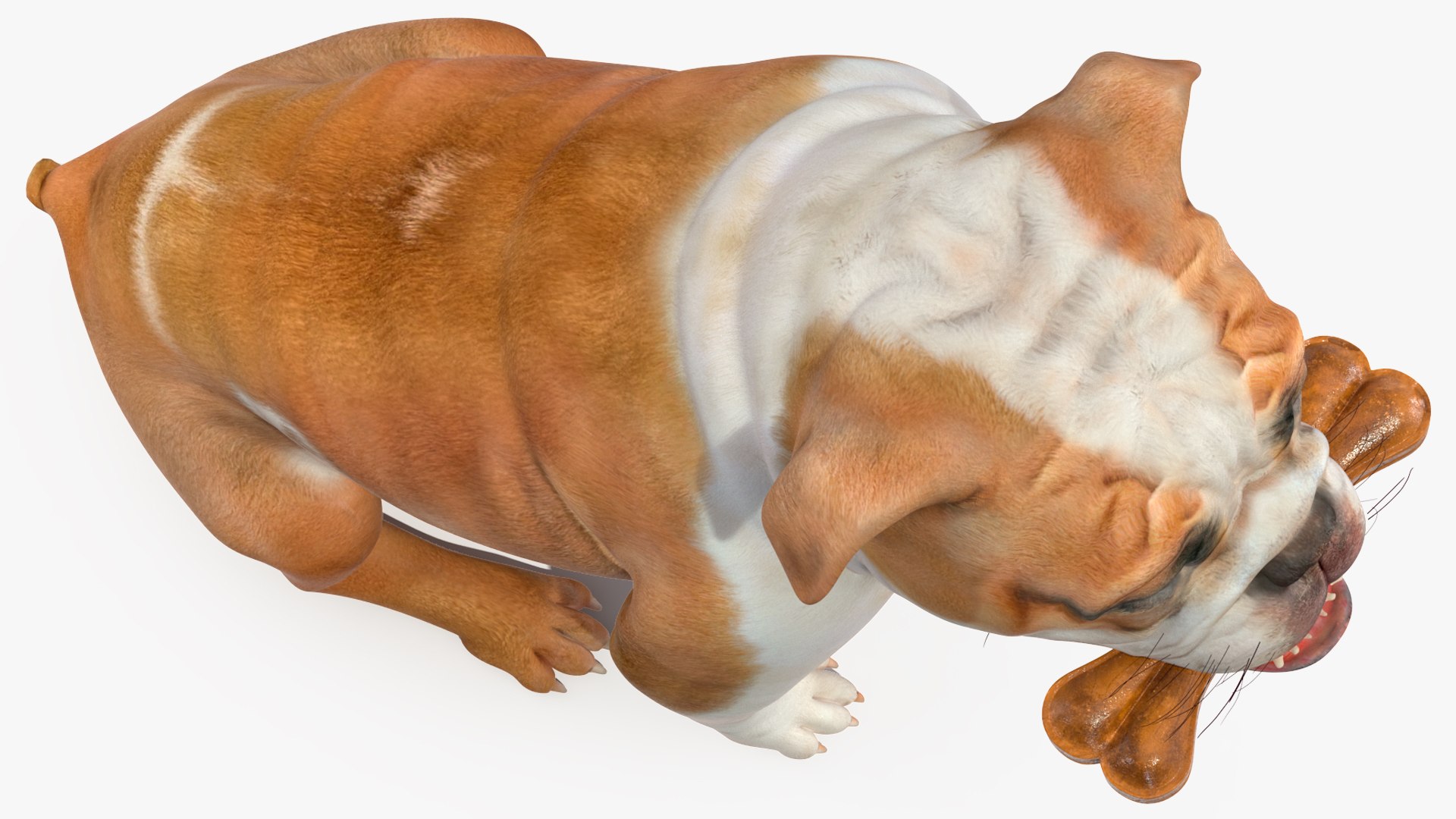 Bulldog With A Chewing Bone In His Mouth 3D Model - TurboSquid 2180790