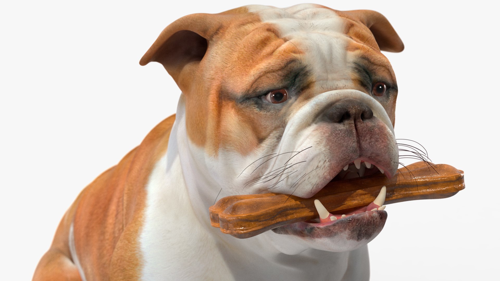 Bulldog With A Chewing Bone In His Mouth 3D Model - TurboSquid 2180790