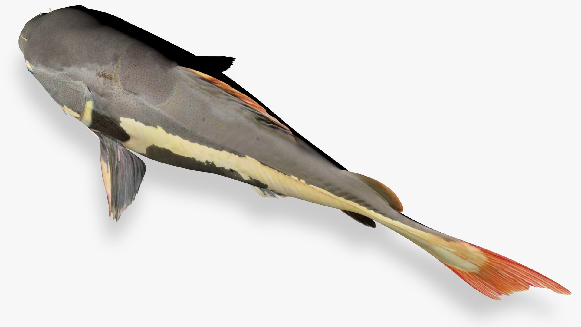 3D Red Tailed Catfish6 Model - TurboSquid 1752438