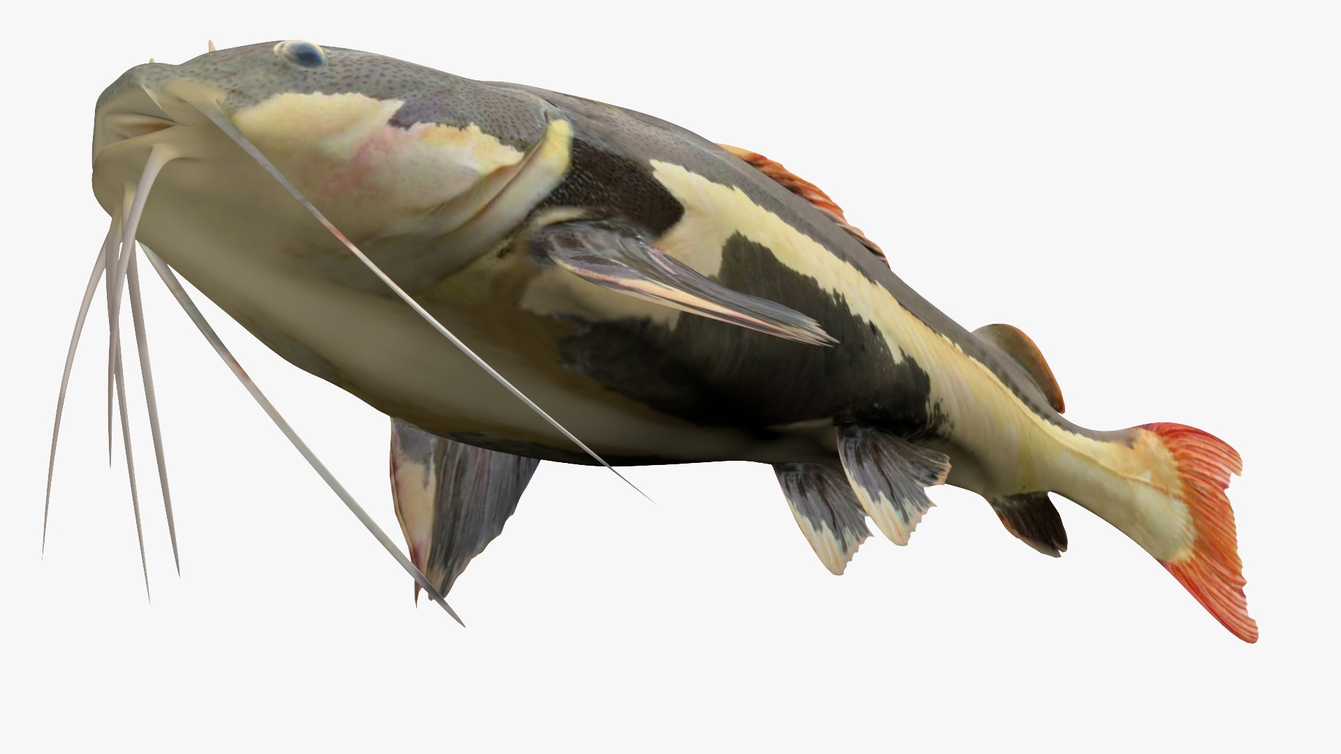 3D Red Tailed Catfish6 Model - TurboSquid 1752438