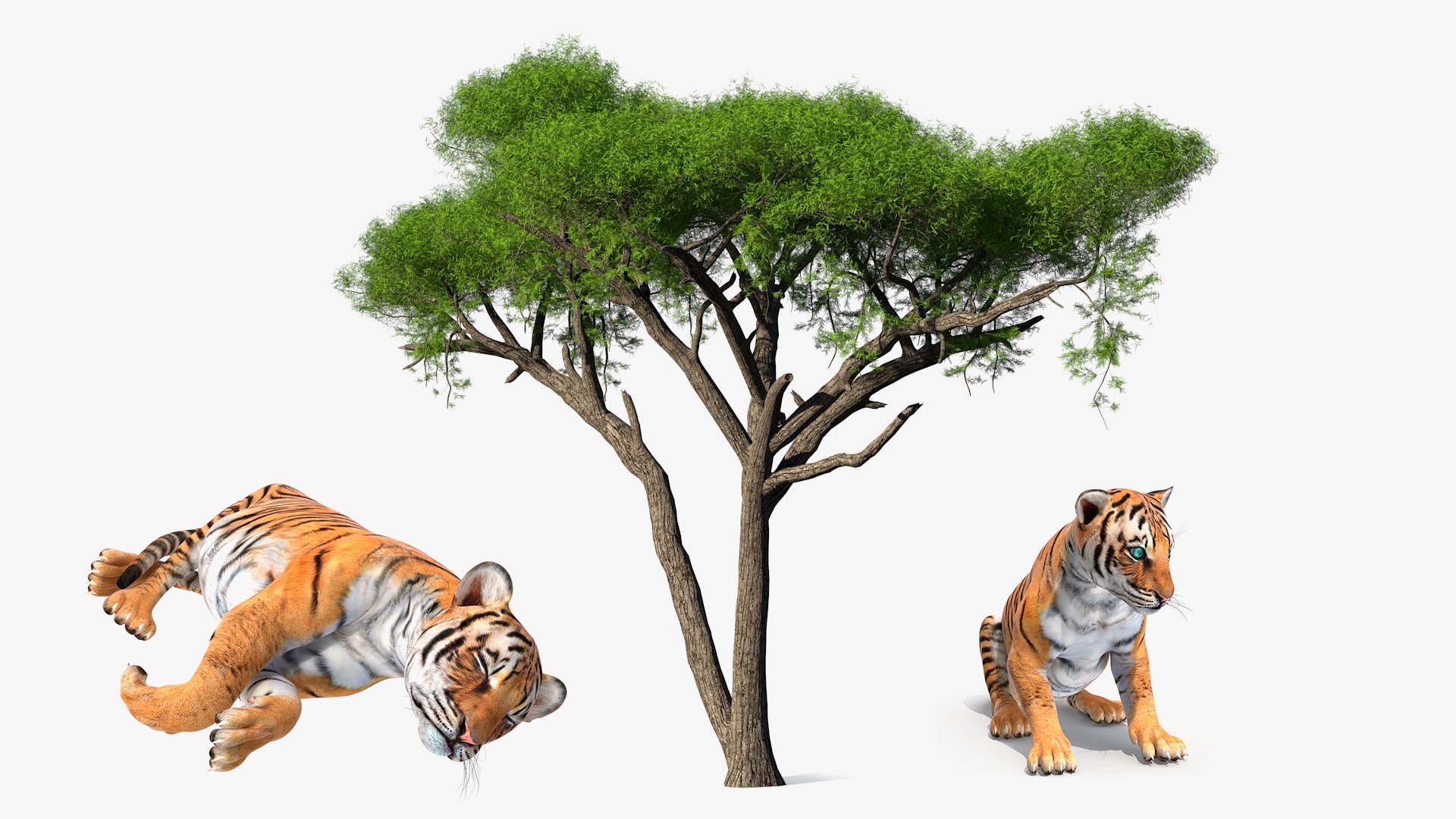 3D Tigers Under Tree Collection - TurboSquid 2357105