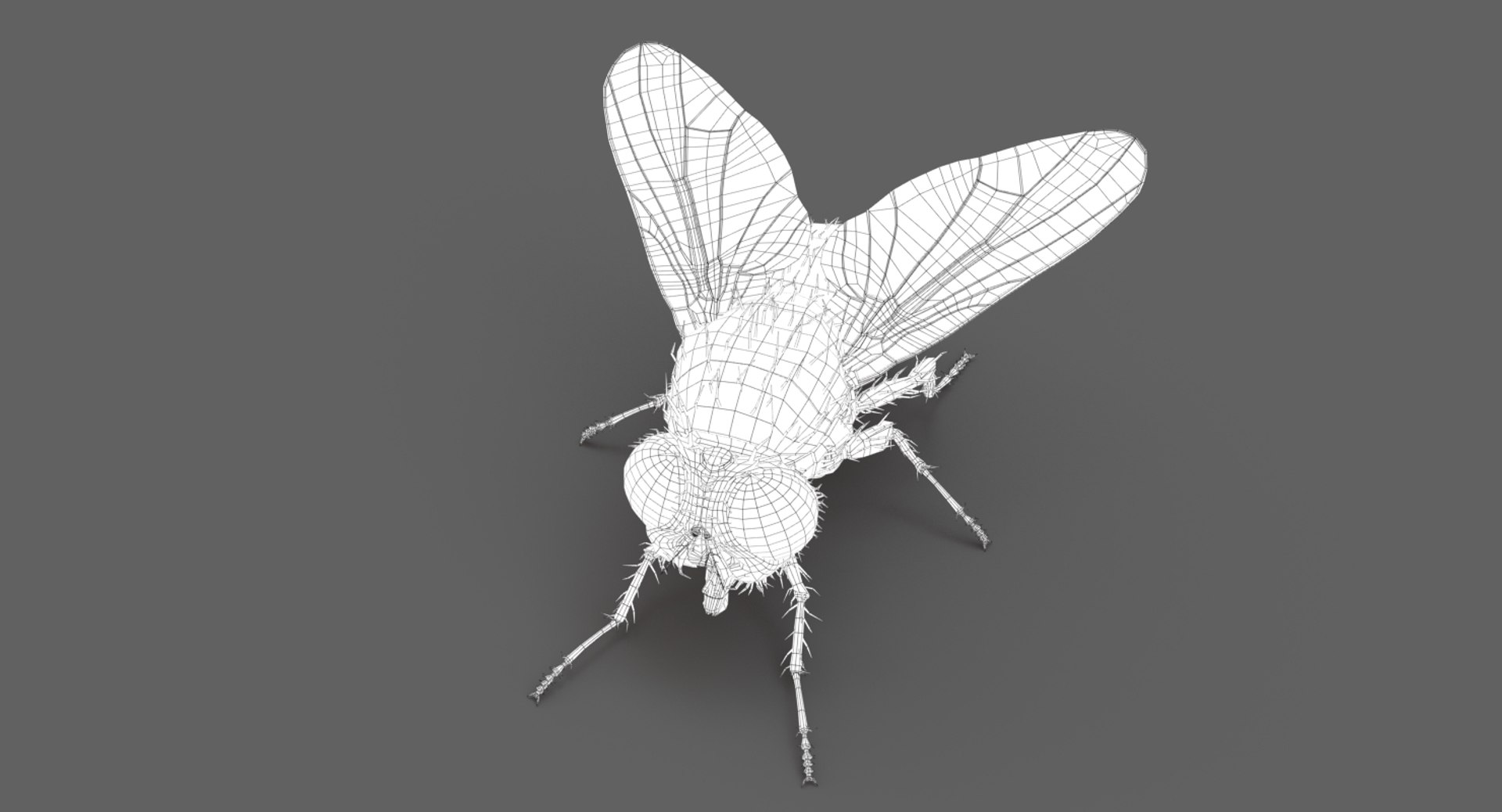 Housefly Animation 2 3D Model - TurboSquid 1343132