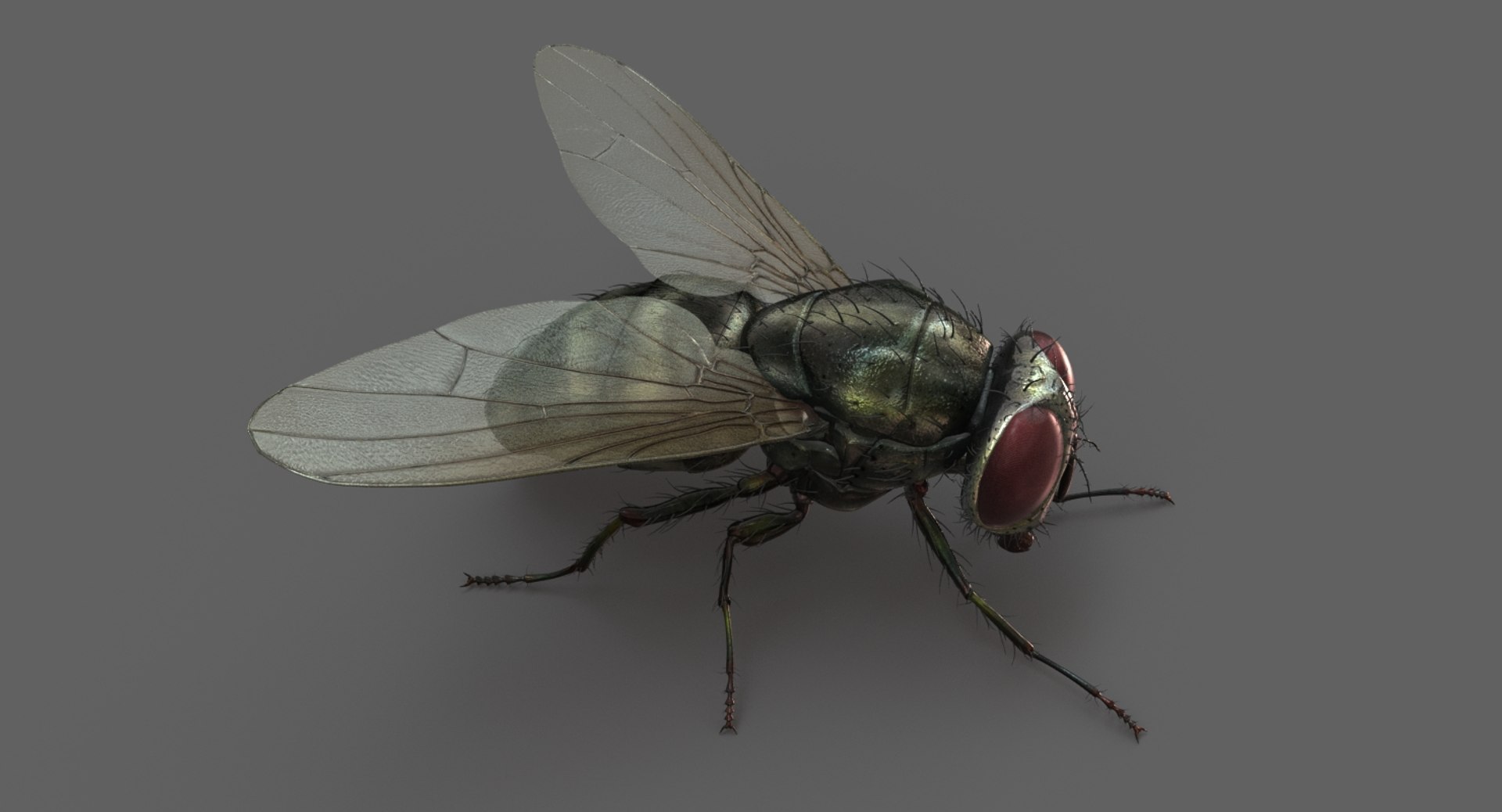 Housefly Animation 2 3D Model - TurboSquid 1343132