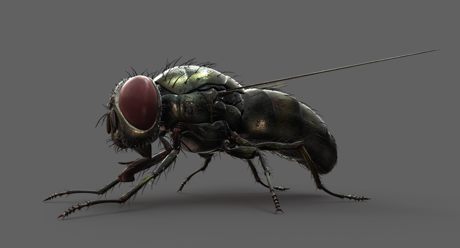 Housefly Animation 2 3D Model - TurboSquid 1343132