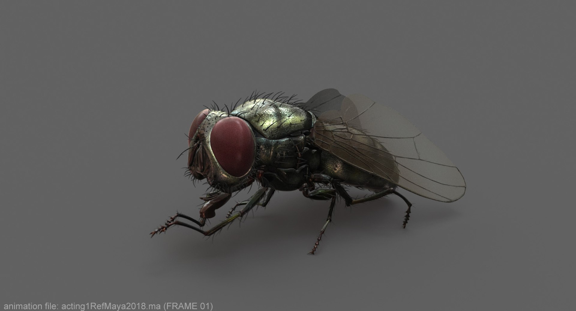 Housefly Animation 2 3D Model - TurboSquid 1343132