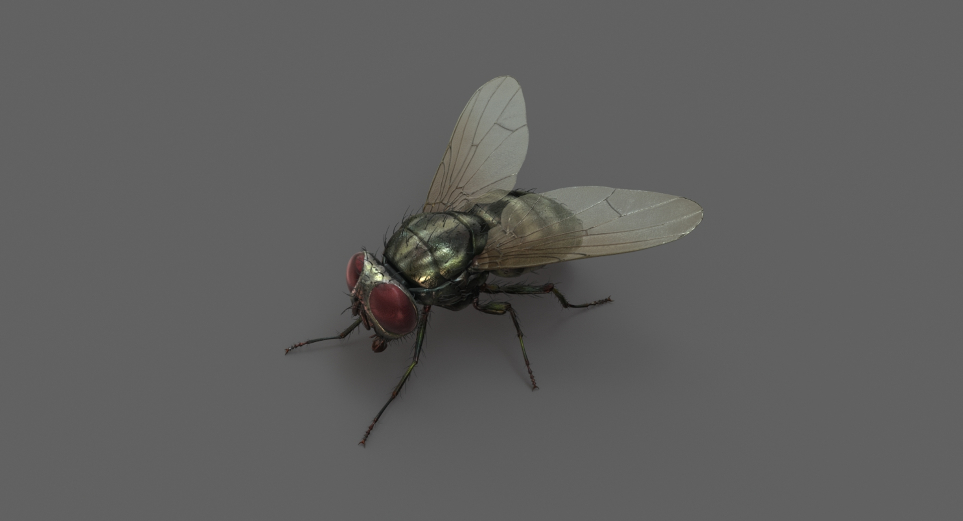Housefly Animation 2 3D Model - TurboSquid 1343132