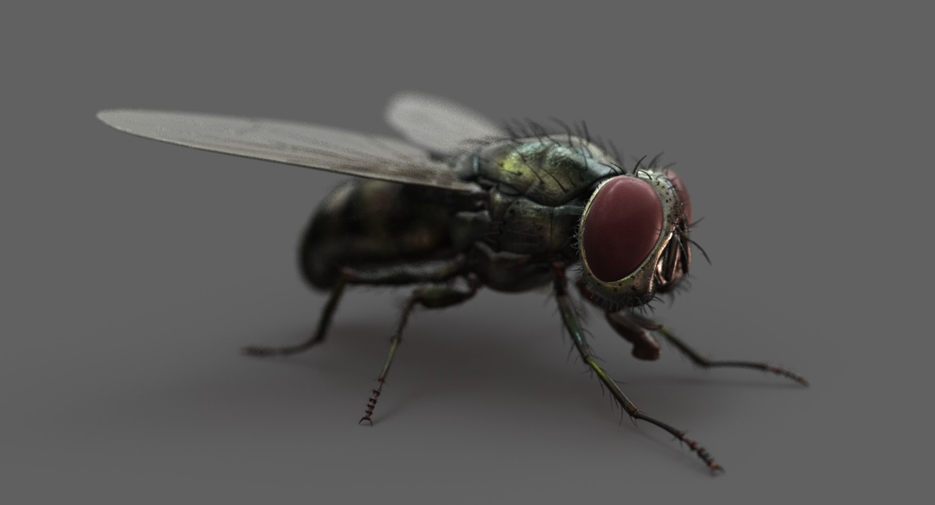 Housefly Animation 2 3D Model - TurboSquid 1343132