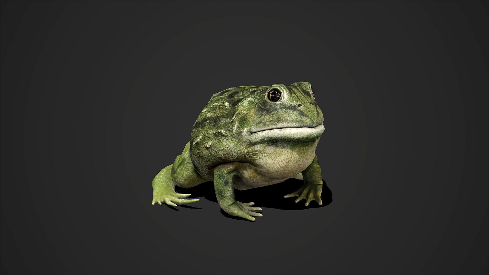Pixie Frog 3D Model - TurboSquid 1707976