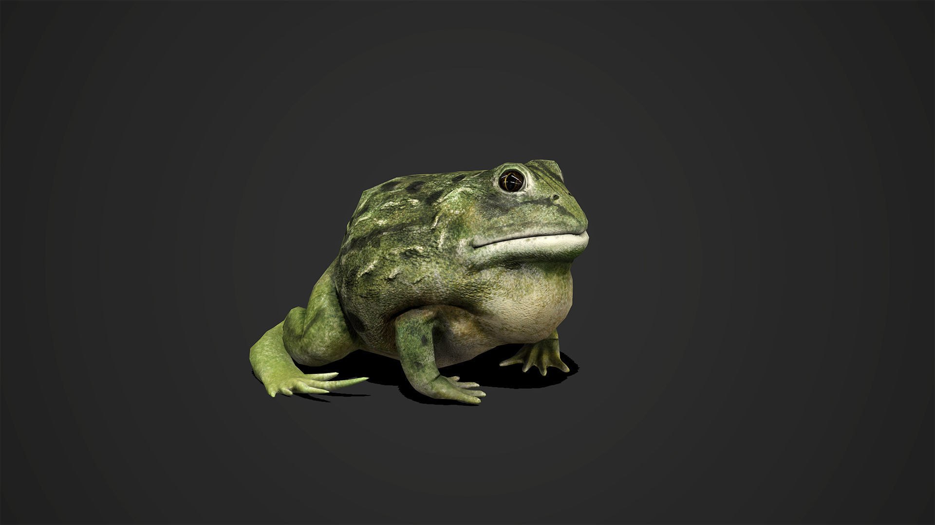 Pixie Frog 3D Model - TurboSquid 1707976