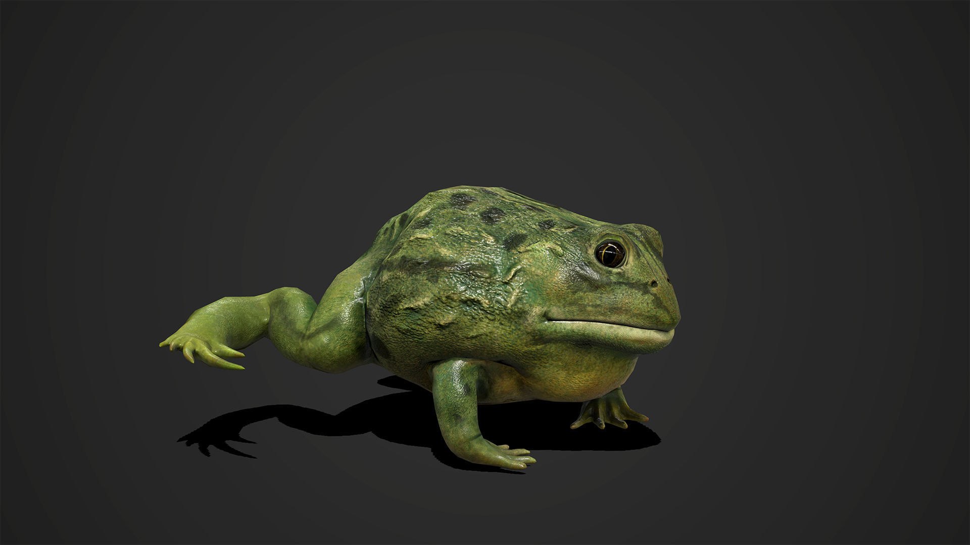 Pixie Frog 3D Model - TurboSquid 1707976