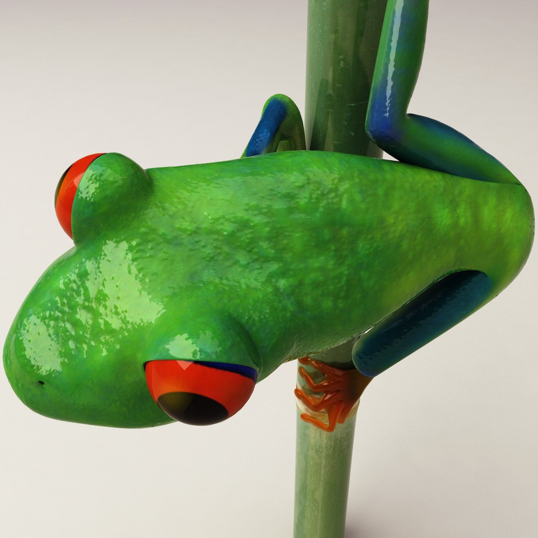 3d red eyed tree frog