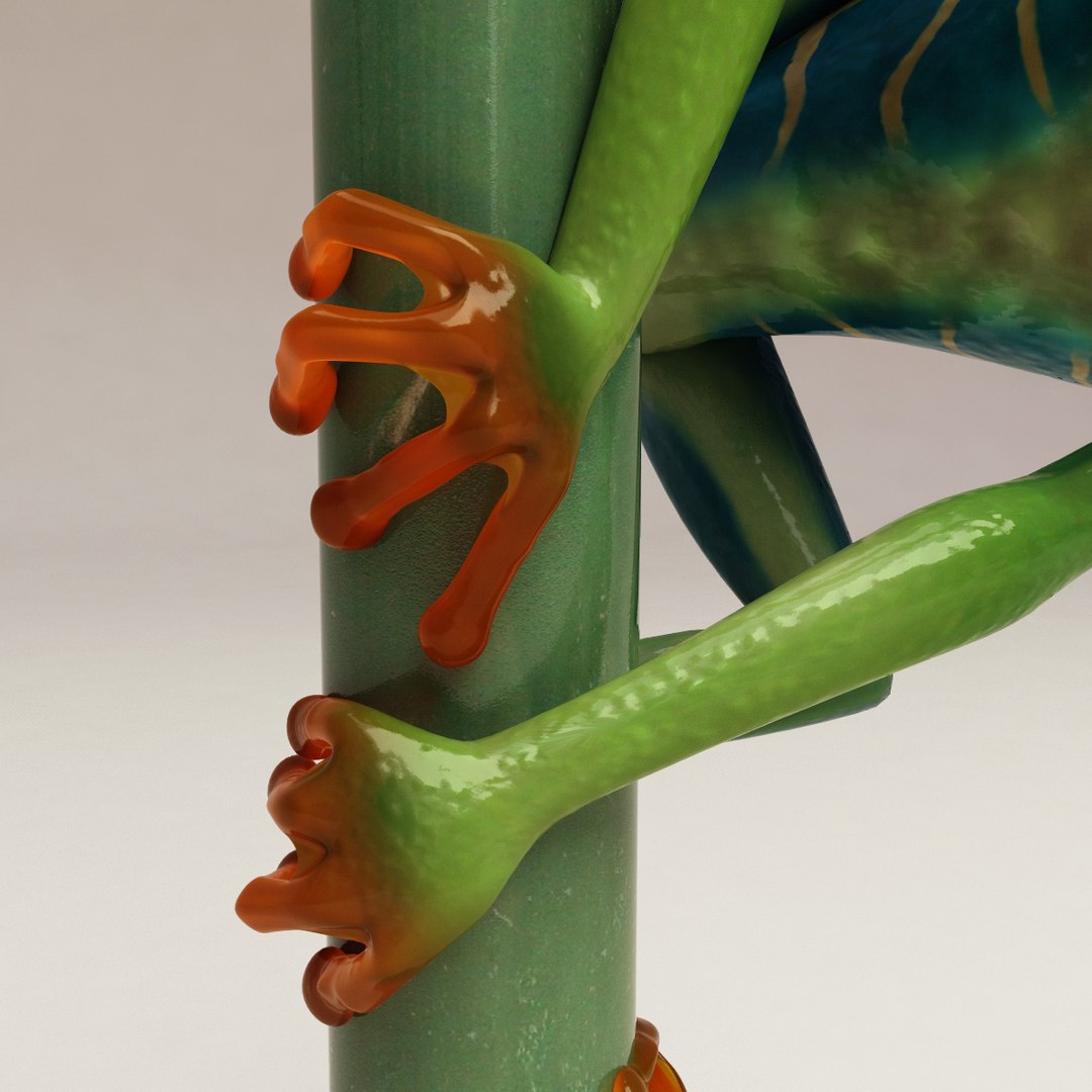 3d red eyed tree frog