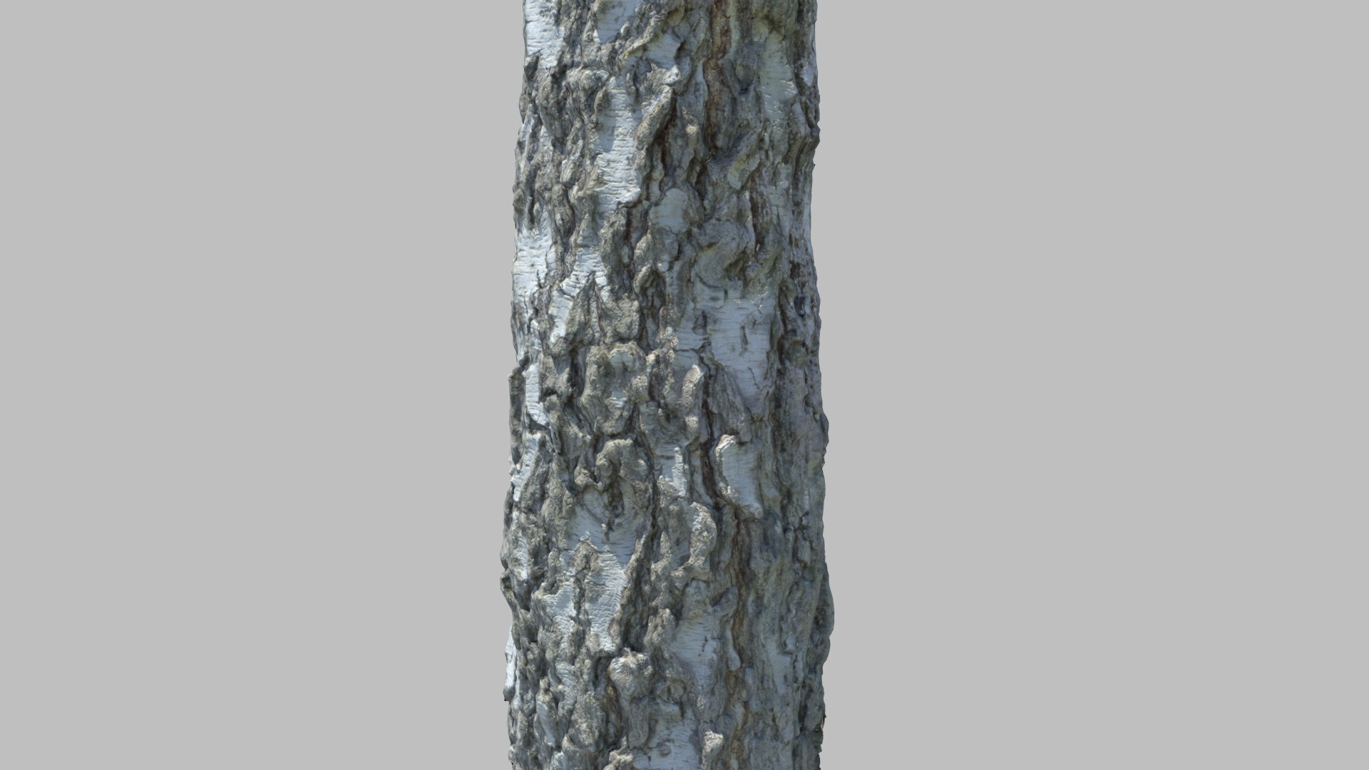 Birch Tree Scan 3D - TurboSquid 1658832