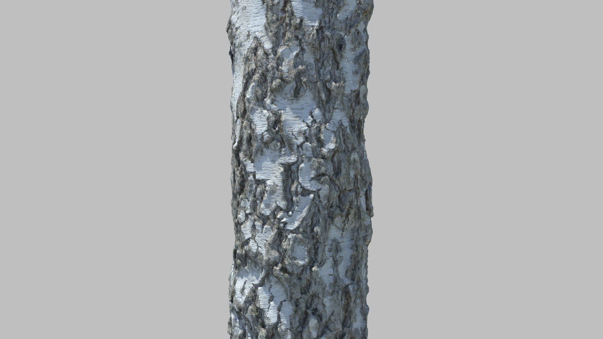 Birch Tree Scan 3D - TurboSquid 1658832