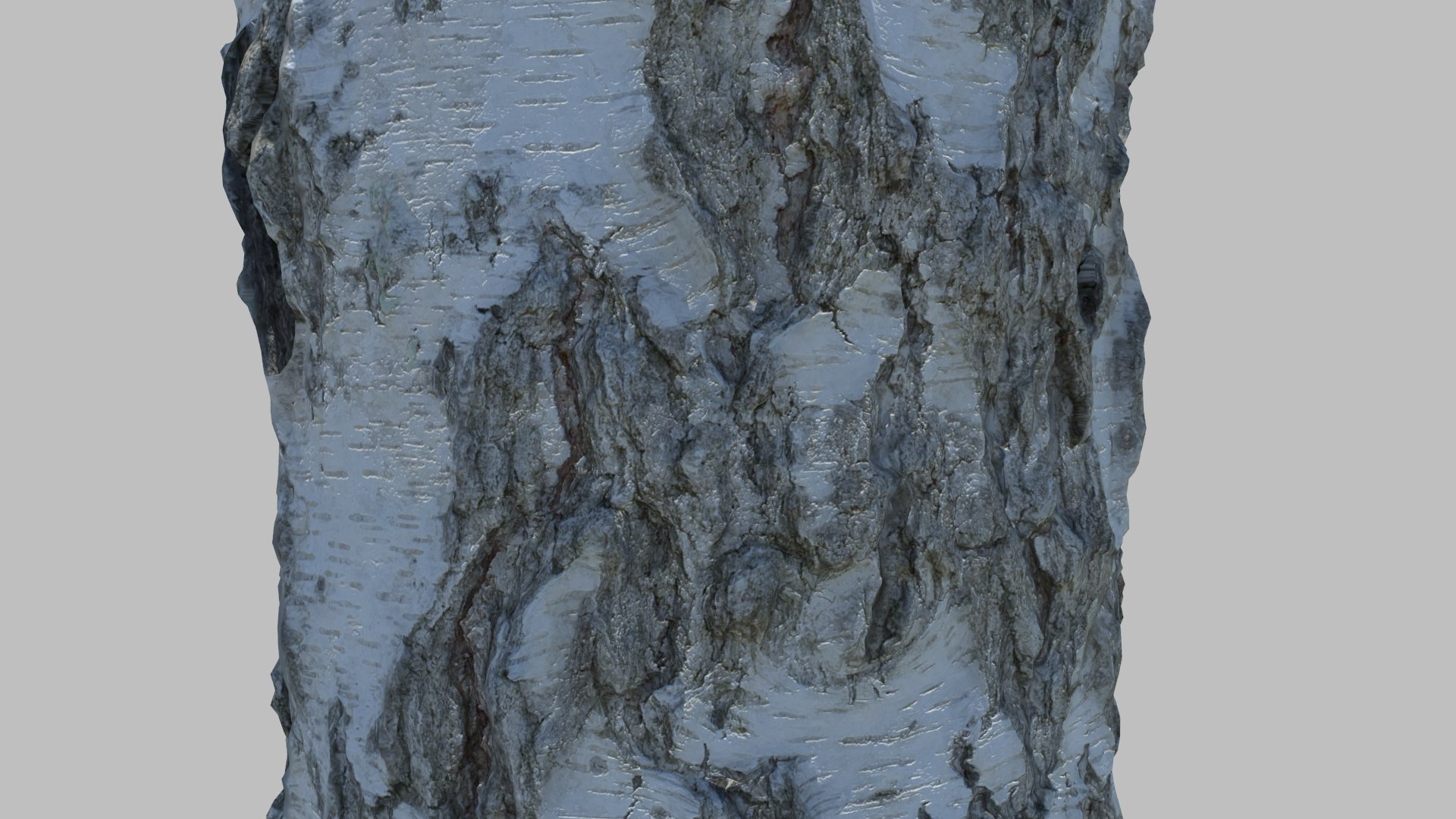 Birch Tree Scan 3D - TurboSquid 1658832