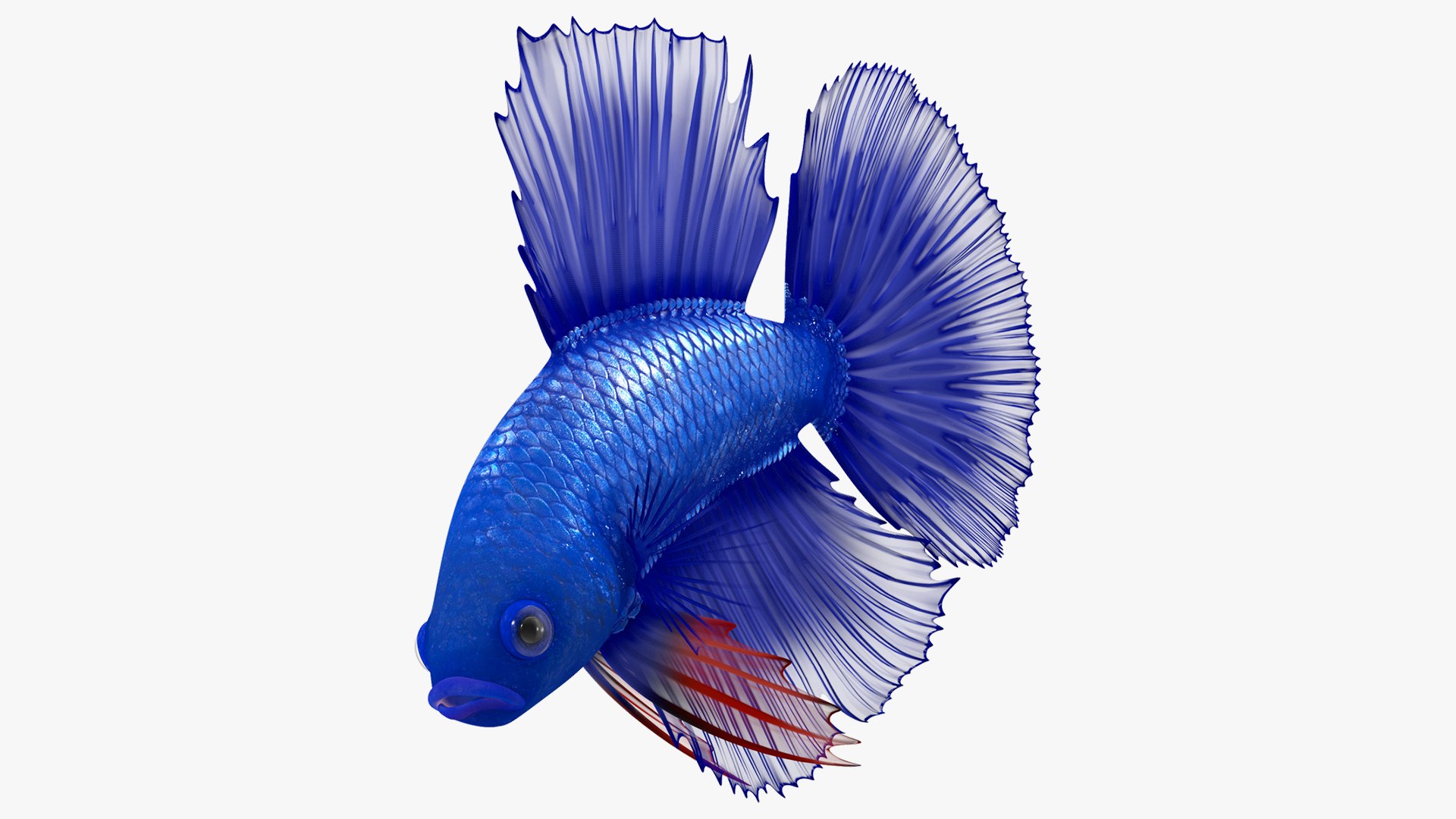 Blue Crowntail Betta Fish Diving Animated Rigged For Maya 3D ...