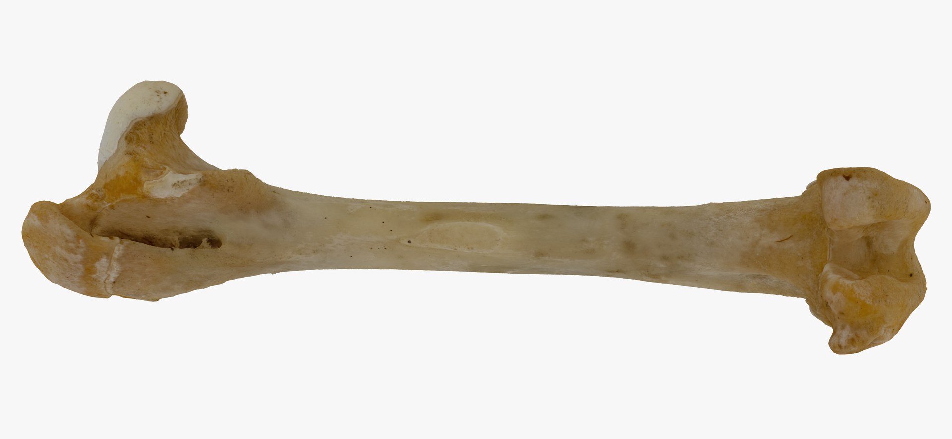 Kangaroo Red-necked Wallaby (Macropus Rufogriseus) Femur 01 RAW Scan 3D ...