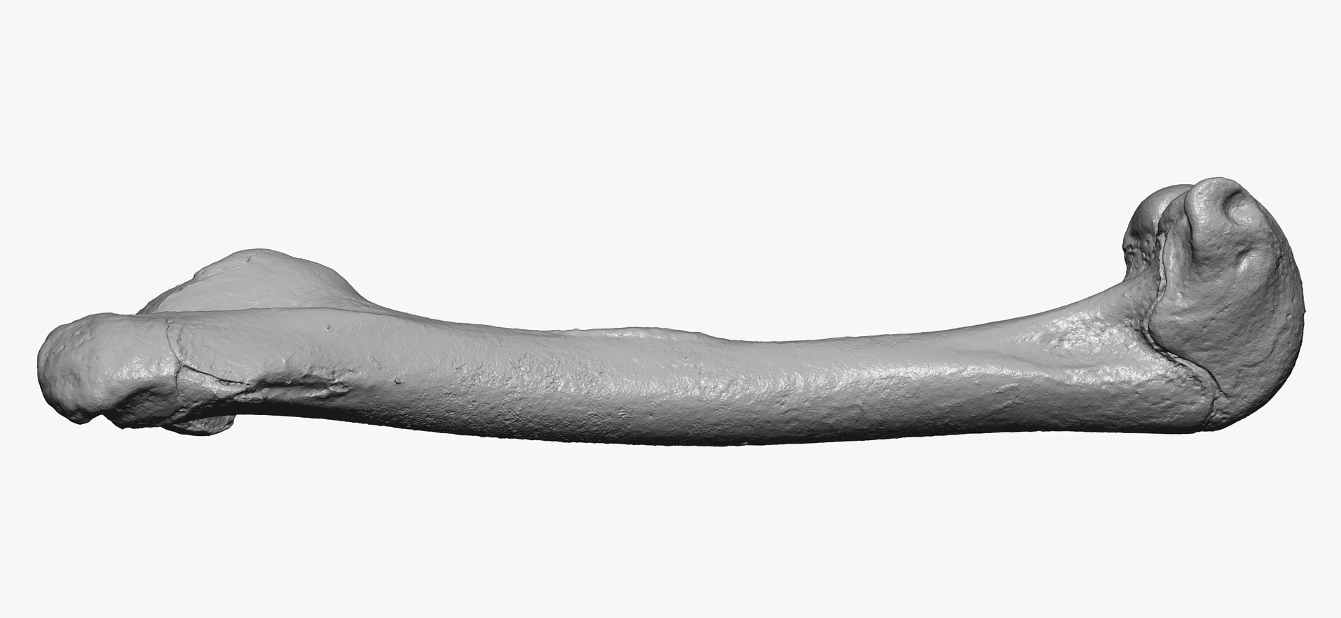 Kangaroo Red-necked Wallaby (Macropus Rufogriseus) Femur 01 RAW Scan 3D ...