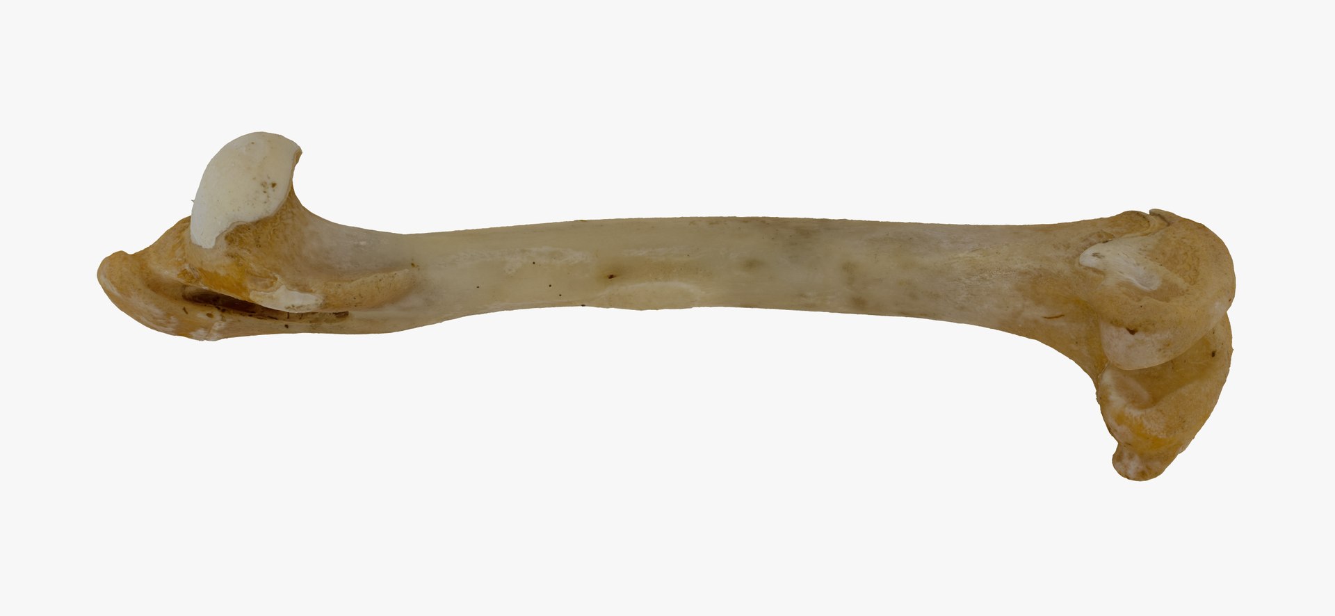 Kangaroo Red-necked Wallaby (Macropus Rufogriseus) Femur 01 RAW Scan 3D ...