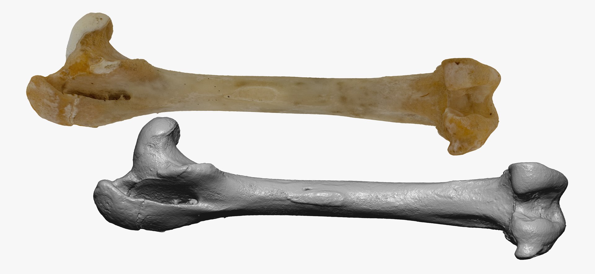 Kangaroo Red-necked Wallaby (Macropus Rufogriseus) Femur 01 RAW Scan 3D ...