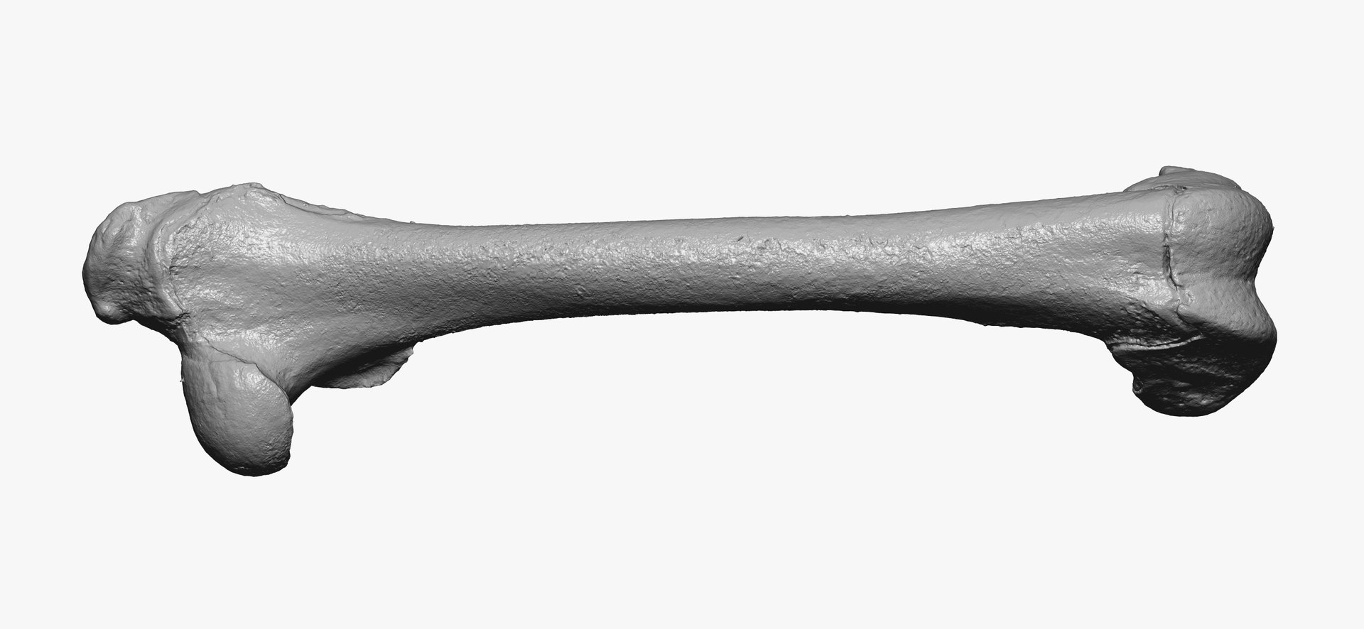 Kangaroo Red-necked Wallaby (Macropus Rufogriseus) Femur 01 RAW Scan 3D ...