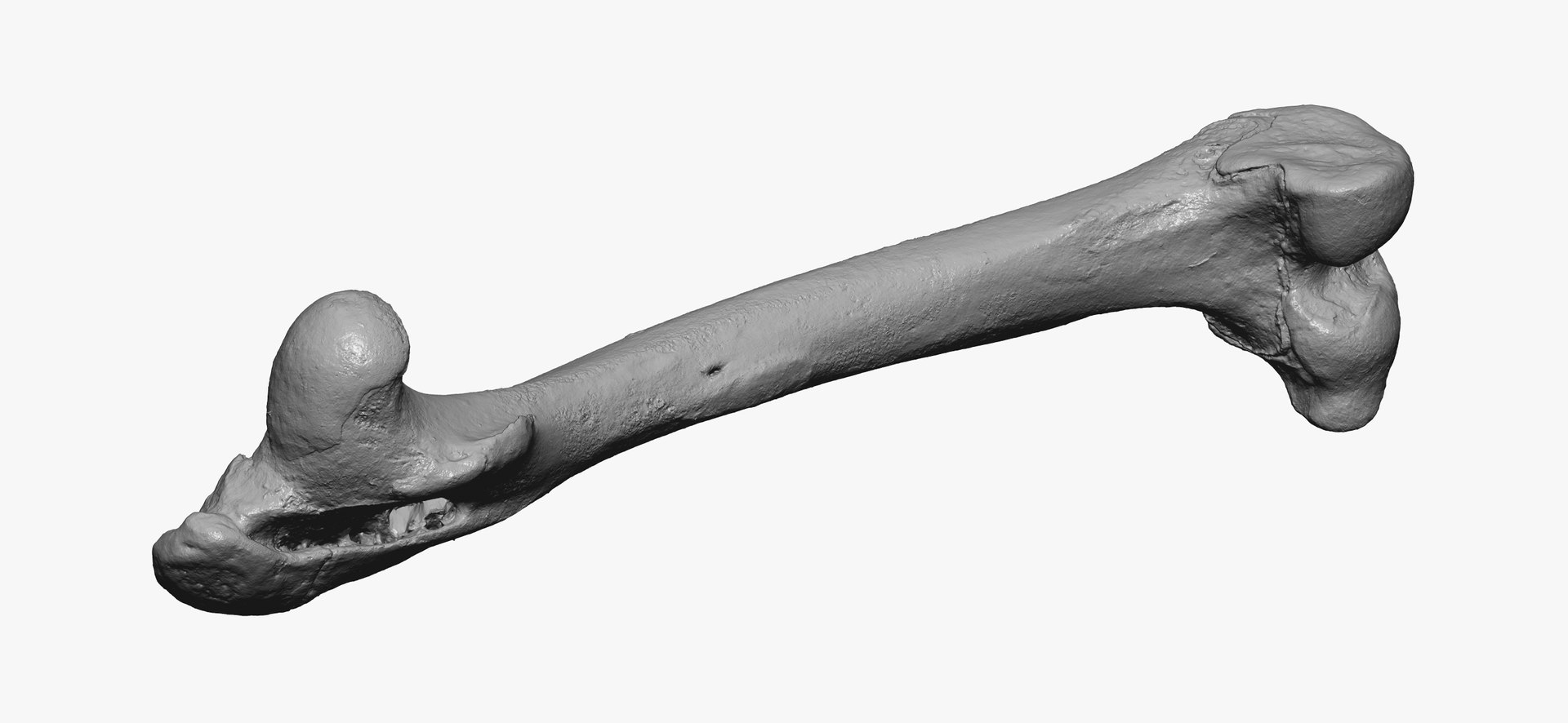 Kangaroo Red-necked Wallaby (Macropus Rufogriseus) Femur 01 RAW Scan 3D ...