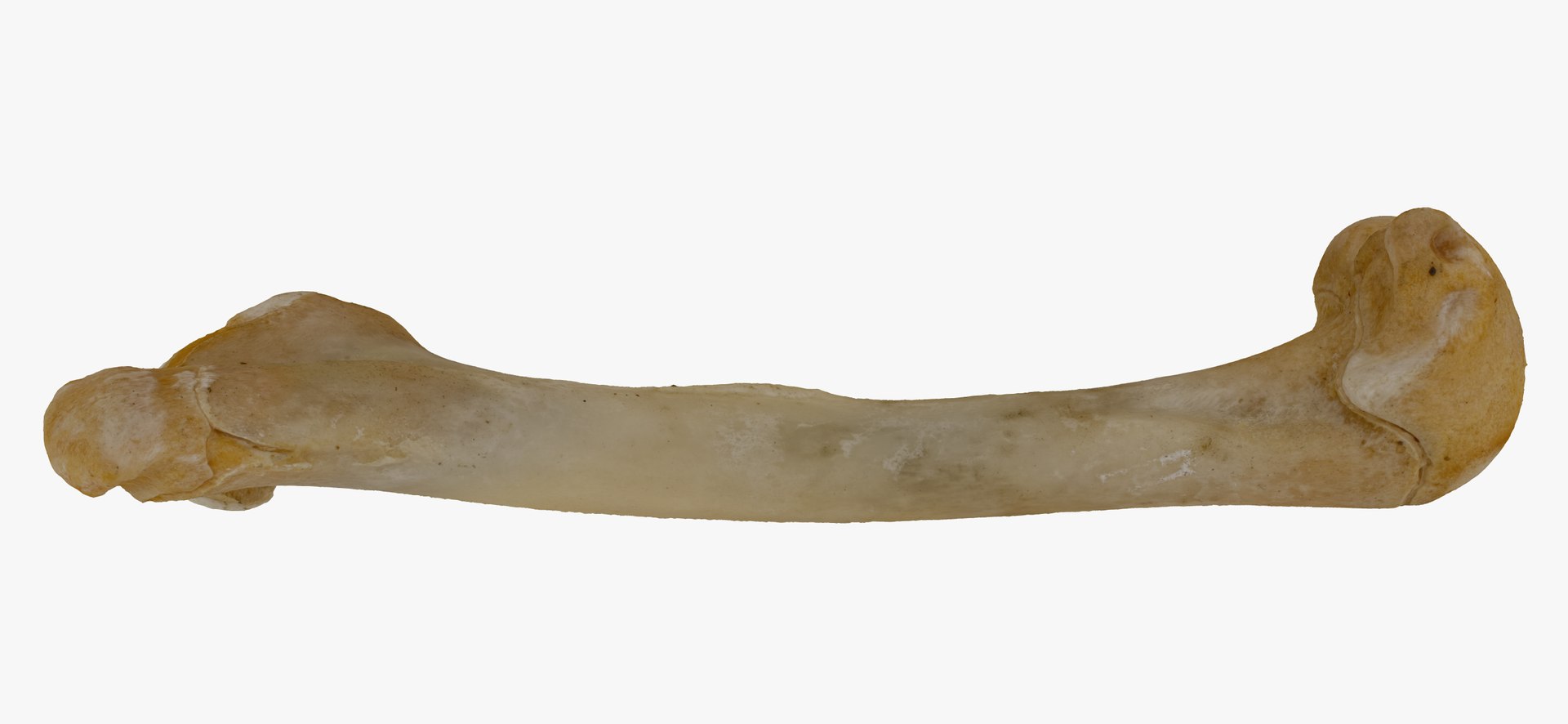 Kangaroo Red-necked Wallaby (Macropus Rufogriseus) Femur 01 RAW Scan 3D ...