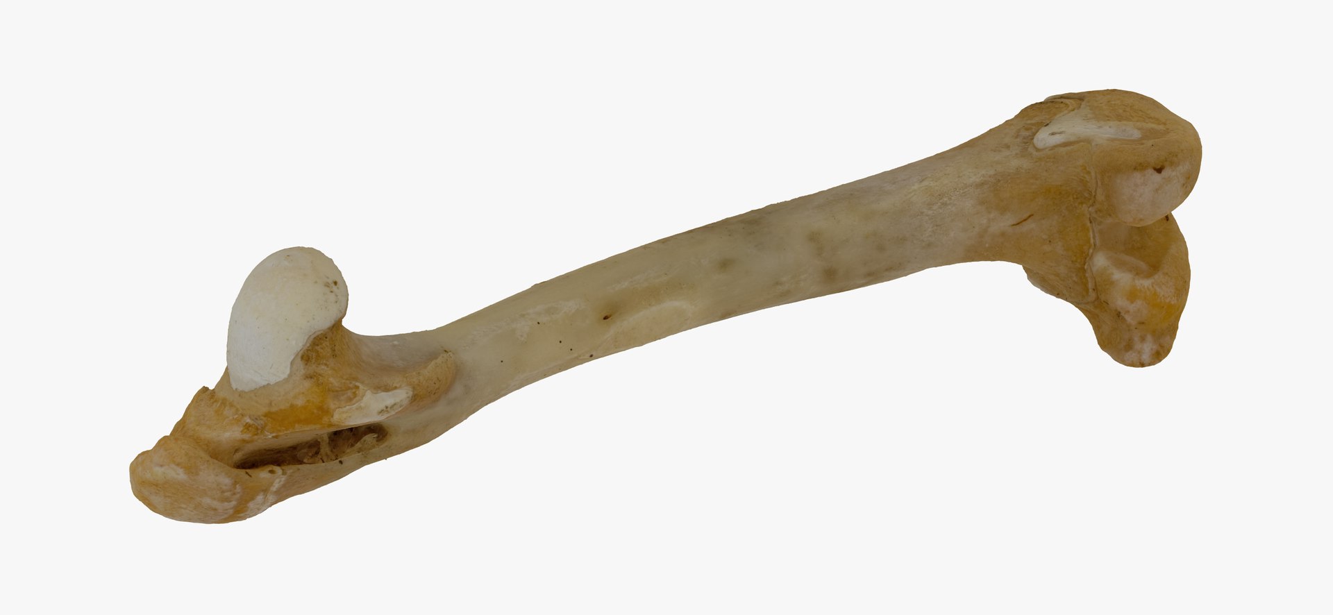 Kangaroo Red-necked Wallaby (Macropus Rufogriseus) Femur 01 RAW Scan 3D ...