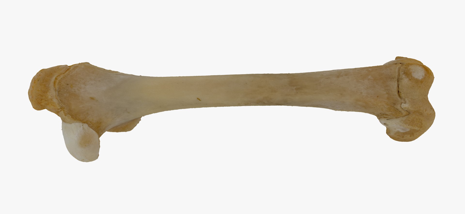 Kangaroo Red-necked Wallaby (Macropus Rufogriseus) Femur 01 RAW Scan 3D ...