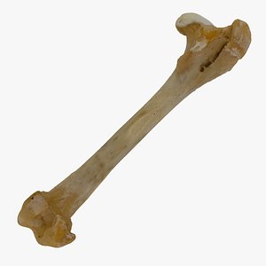 3D Femur Models | TurboSquid