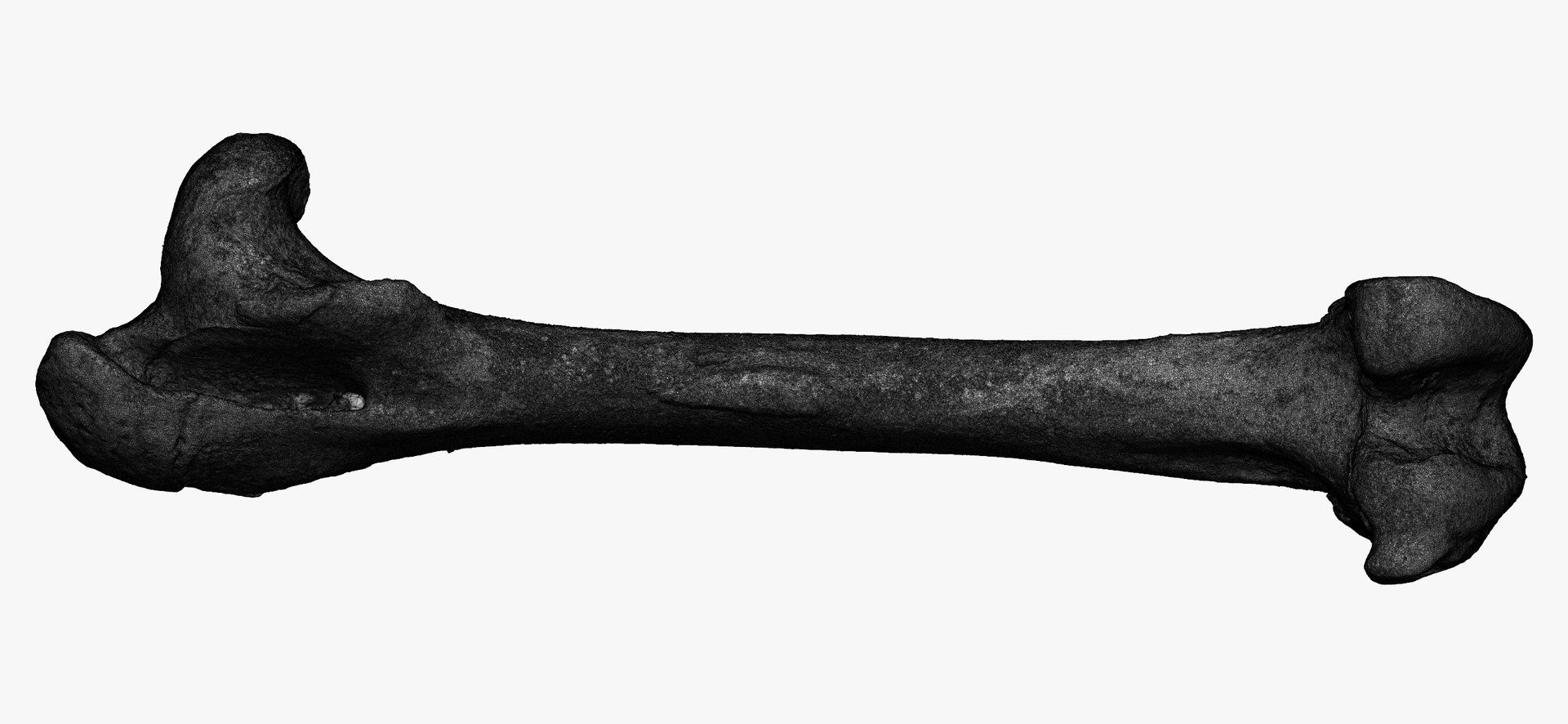 Kangaroo Red-necked Wallaby (Macropus Rufogriseus) Femur 01 RAW Scan 3D ...