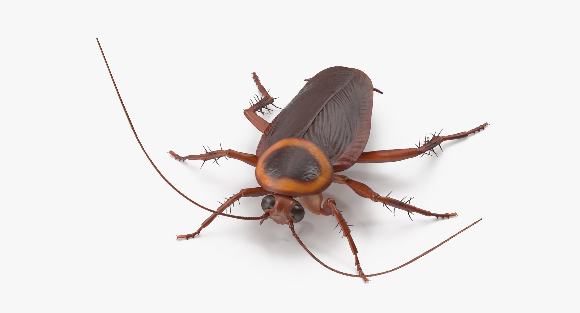 cockroach poses 3d model