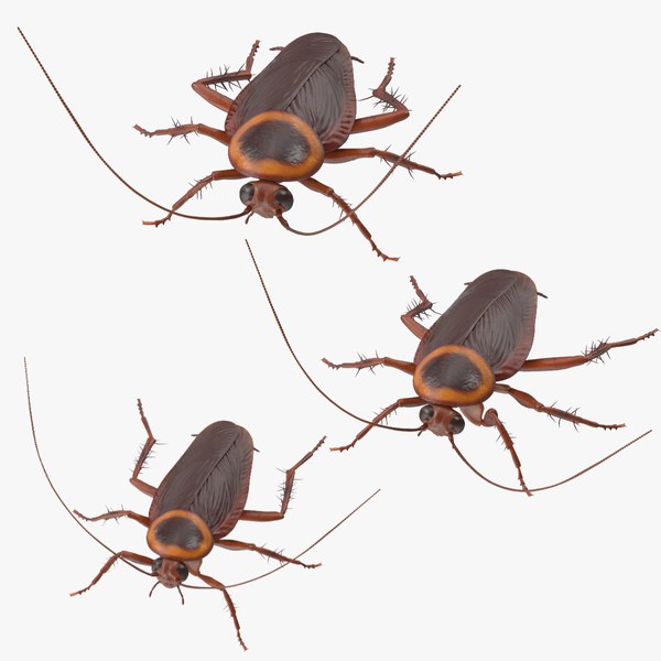 3d cockroach insect