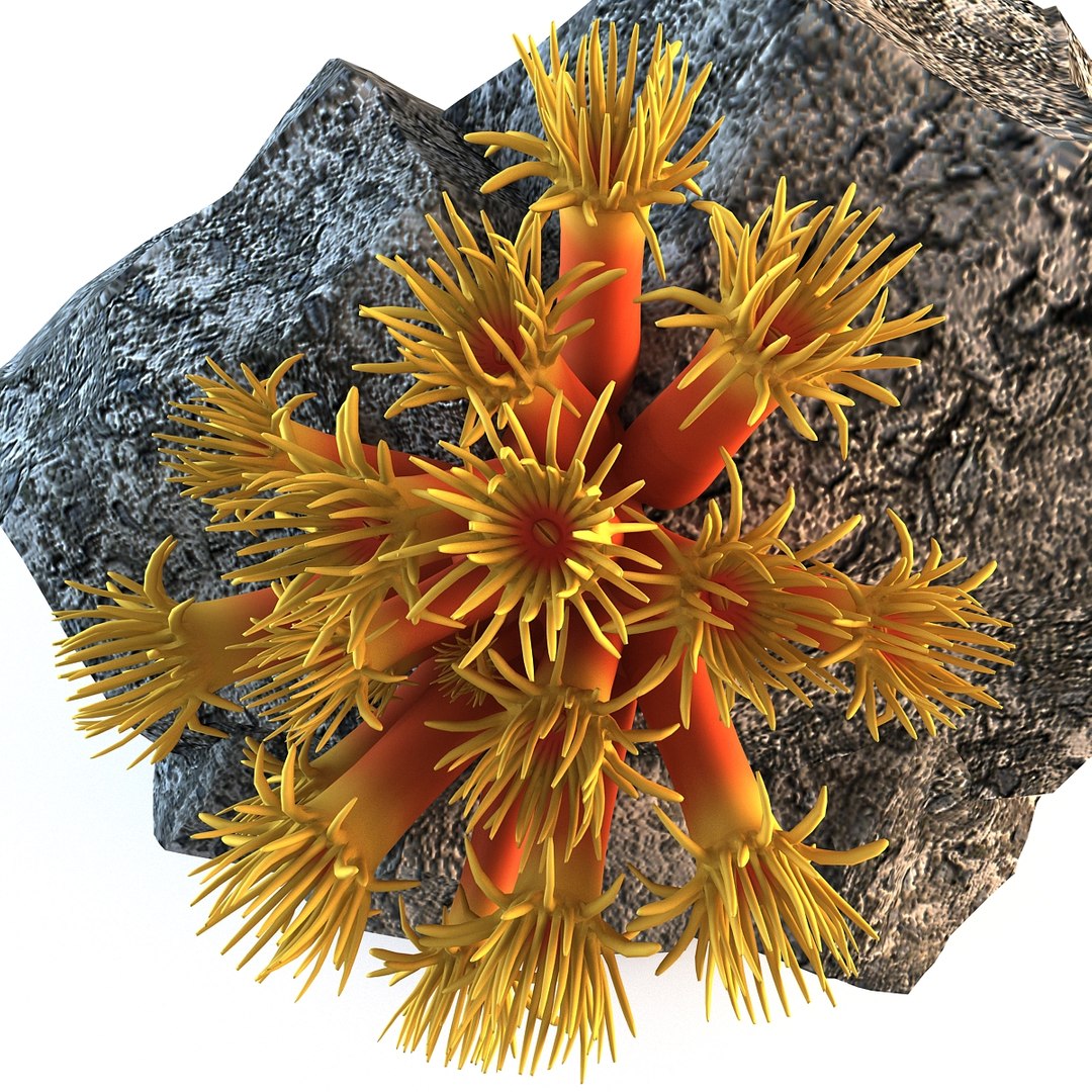 3ds Max Coral Polyp