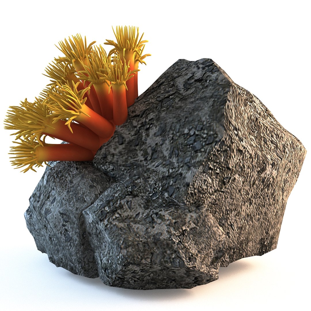 3ds max coral polyp