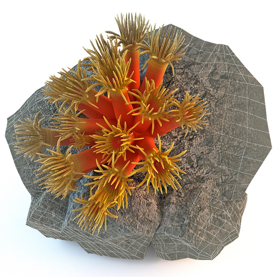 3ds Max Coral Polyp