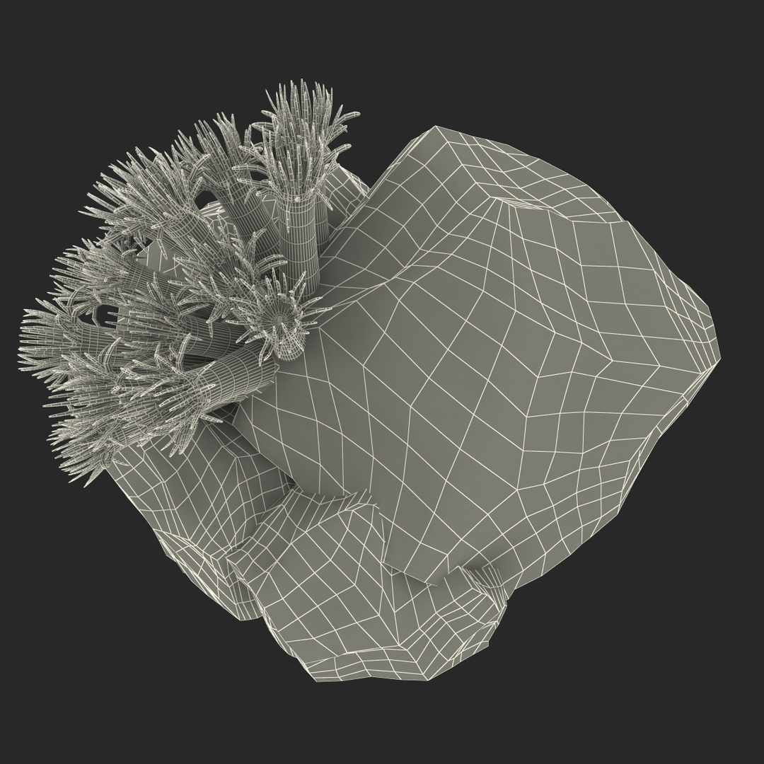 3ds Max Coral Polyp