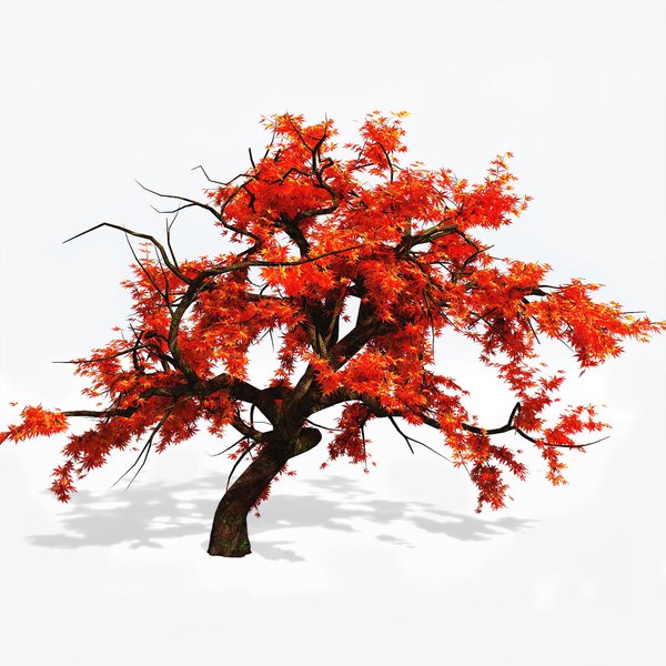 3d japanese maple tree