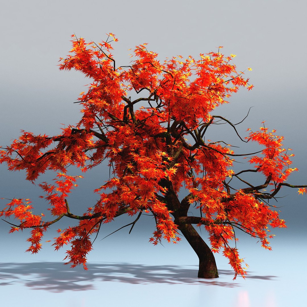 Japanese Maple Tree 3d Model