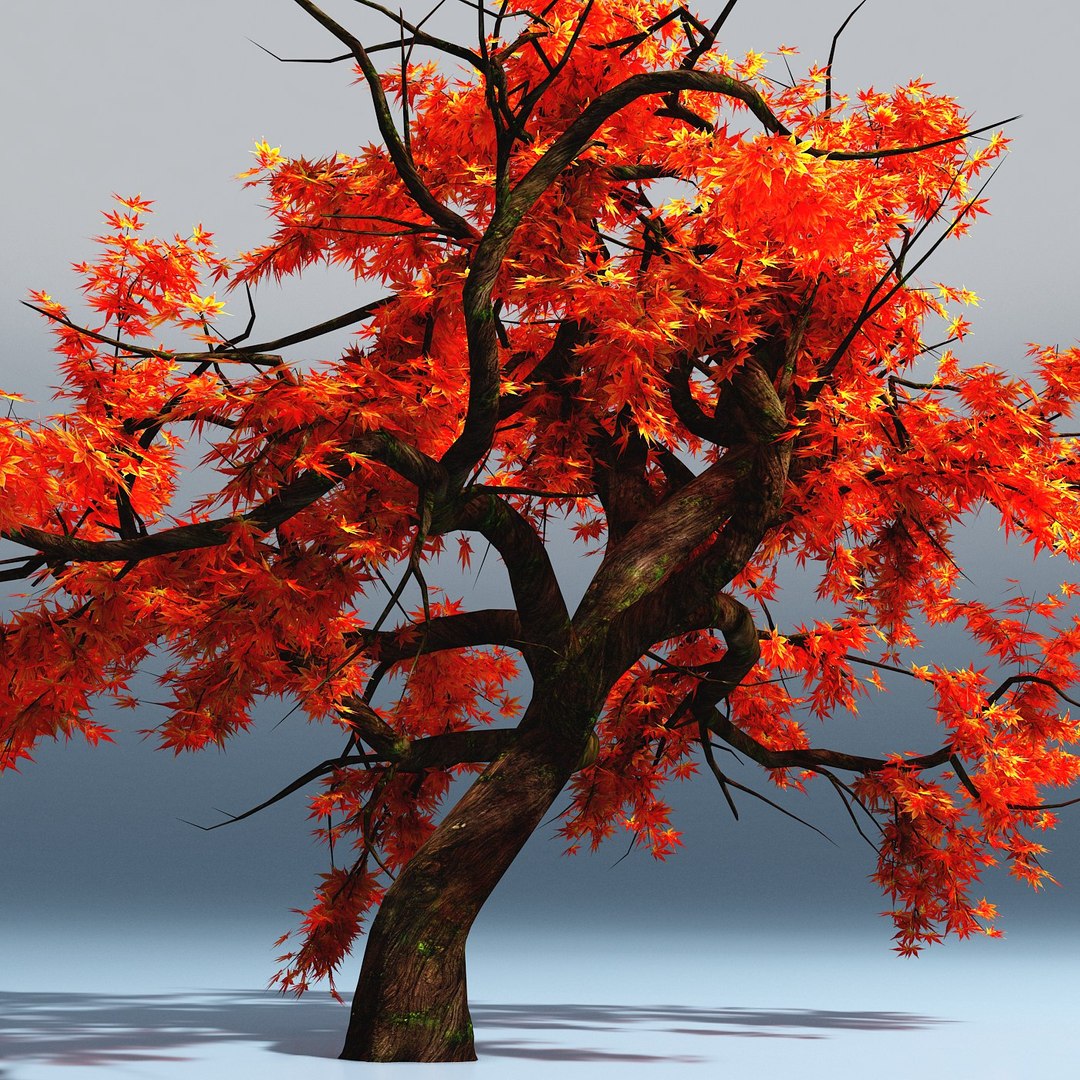 Japanese Maple Tree 3d Model