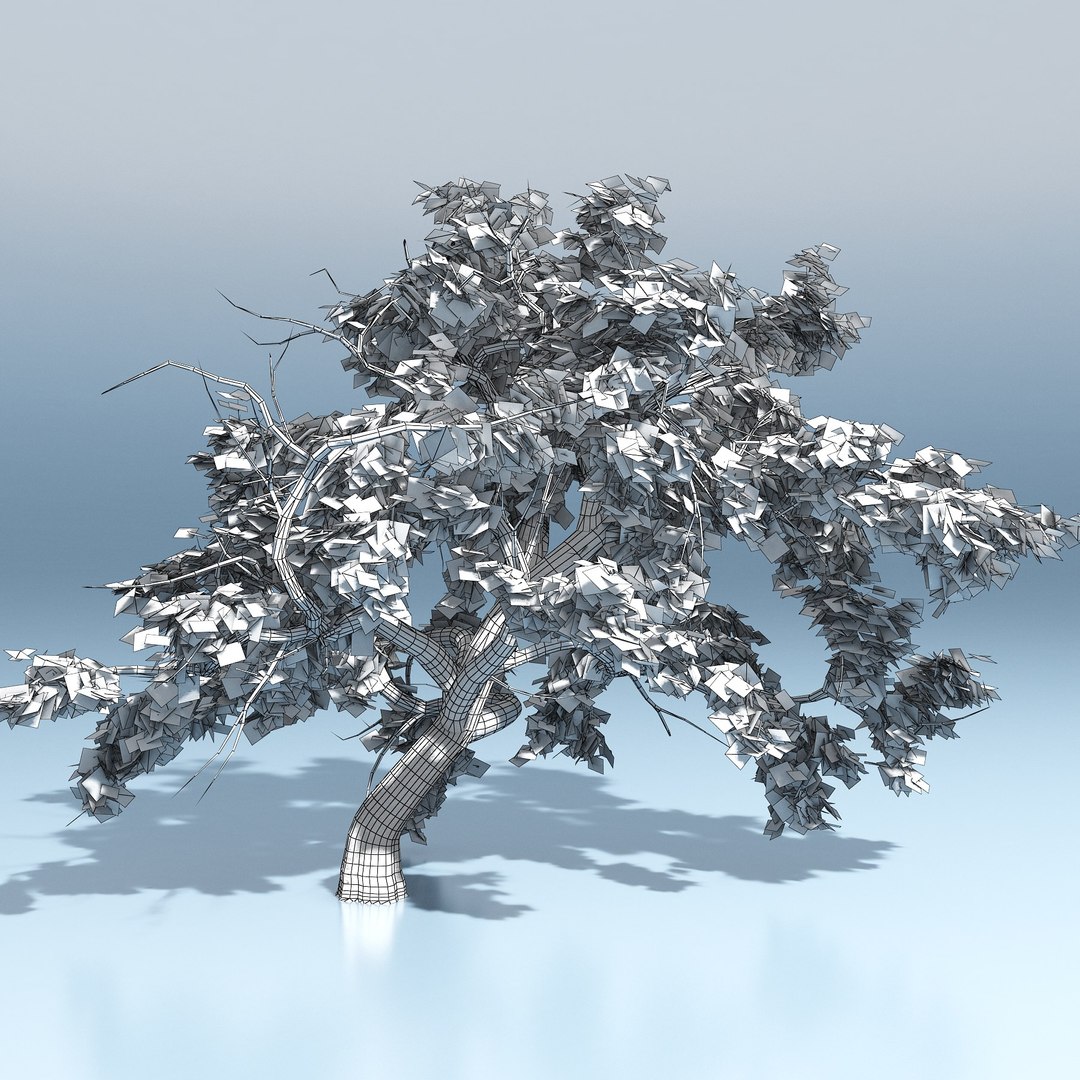 Japanese Maple Tree 3d Model