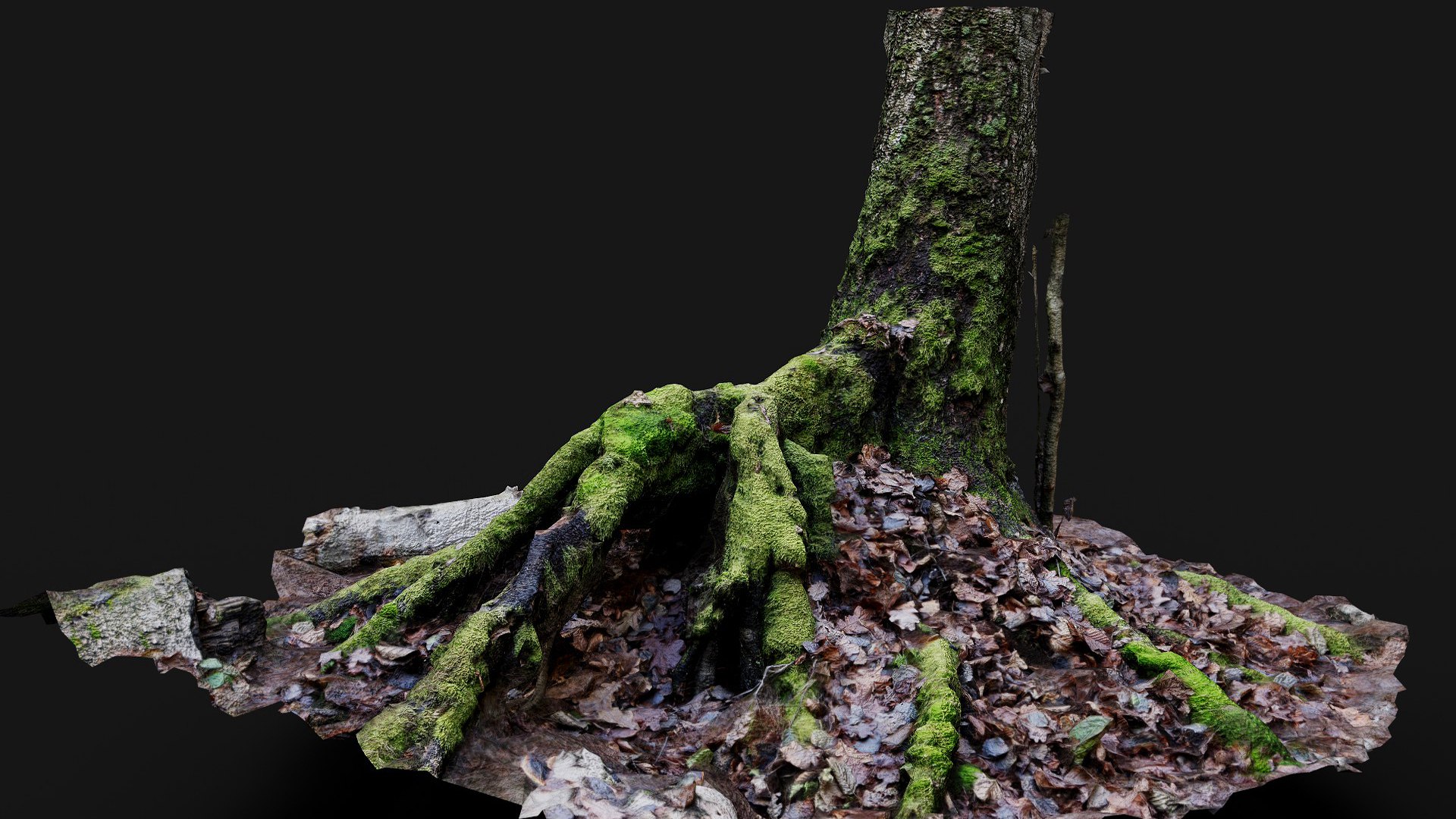 Forest Ground Tree Mossy Roots Debris Pt7 Photogrammetry 3D Model ...