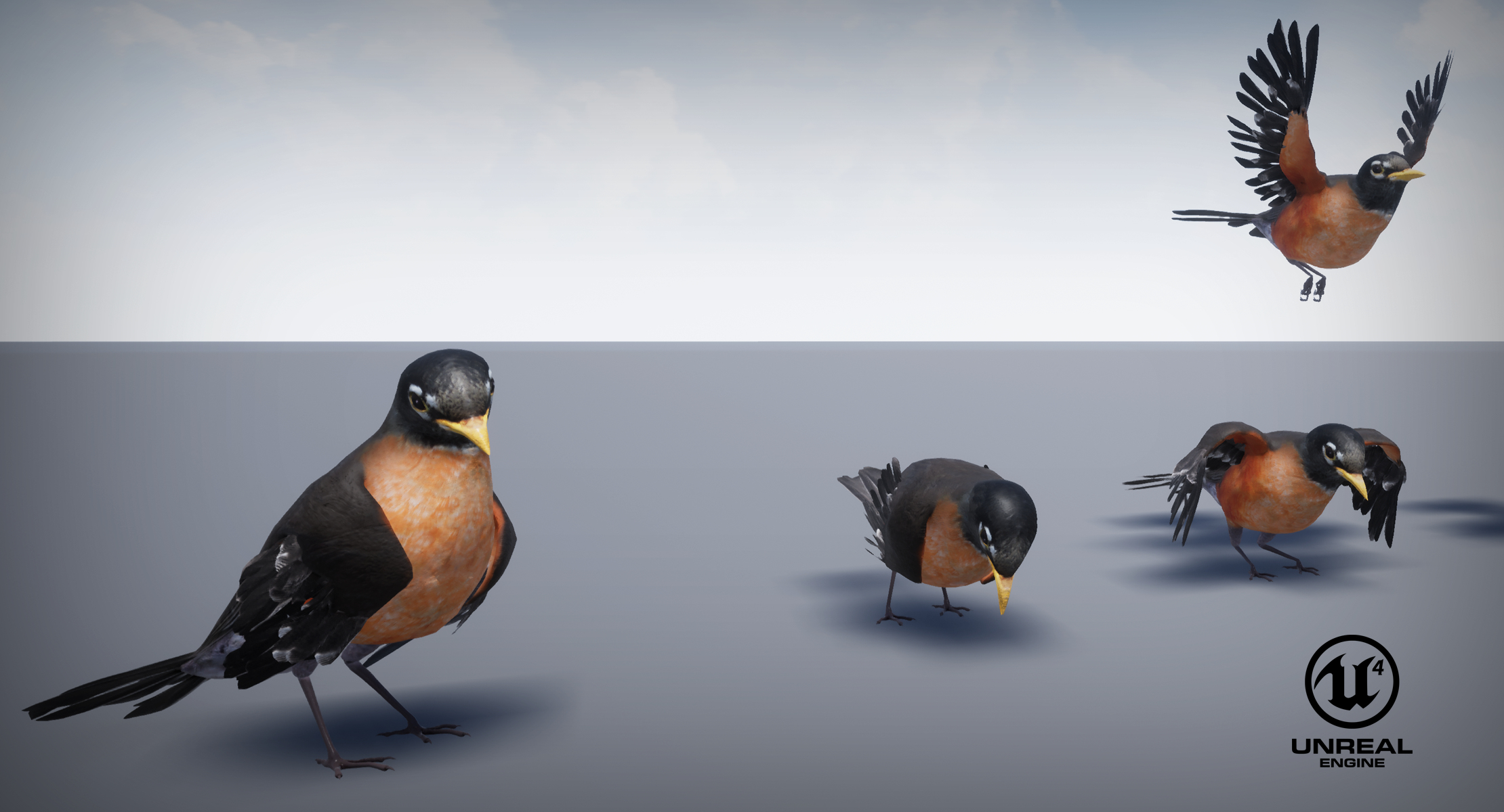 3D american robin animations - TurboSquid 1295750