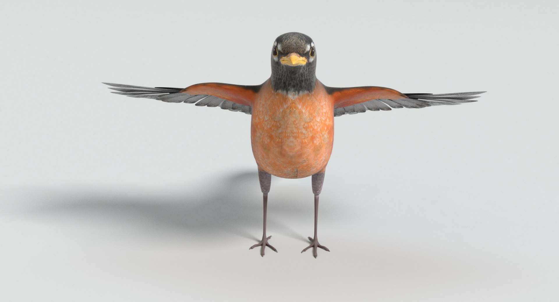 3D American Robin Animations - TurboSquid 1295750