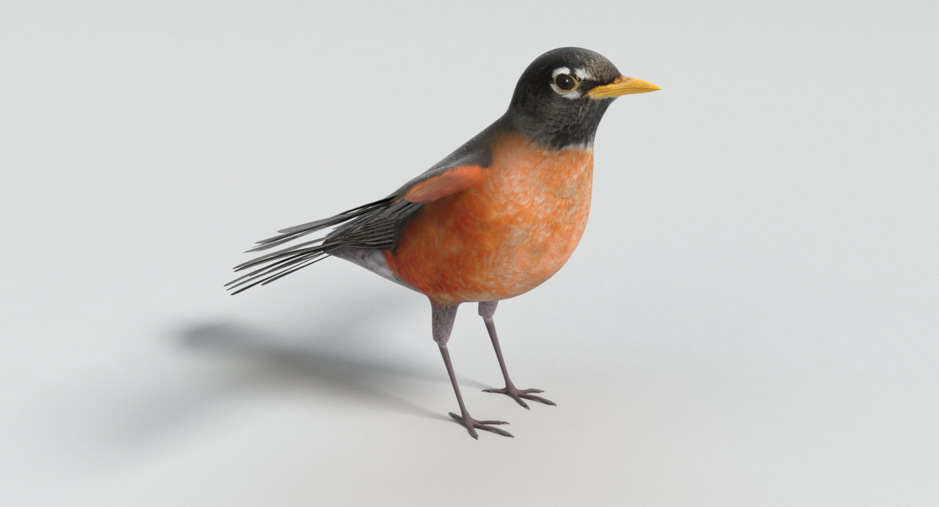 3D American Robin Animations - TurboSquid 1295750