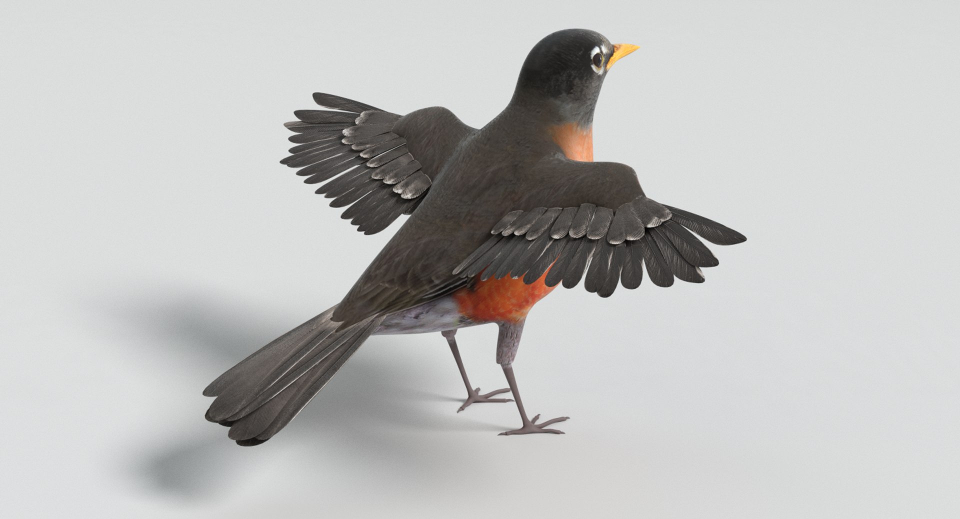 3D American Robin Animations - TurboSquid 1295750