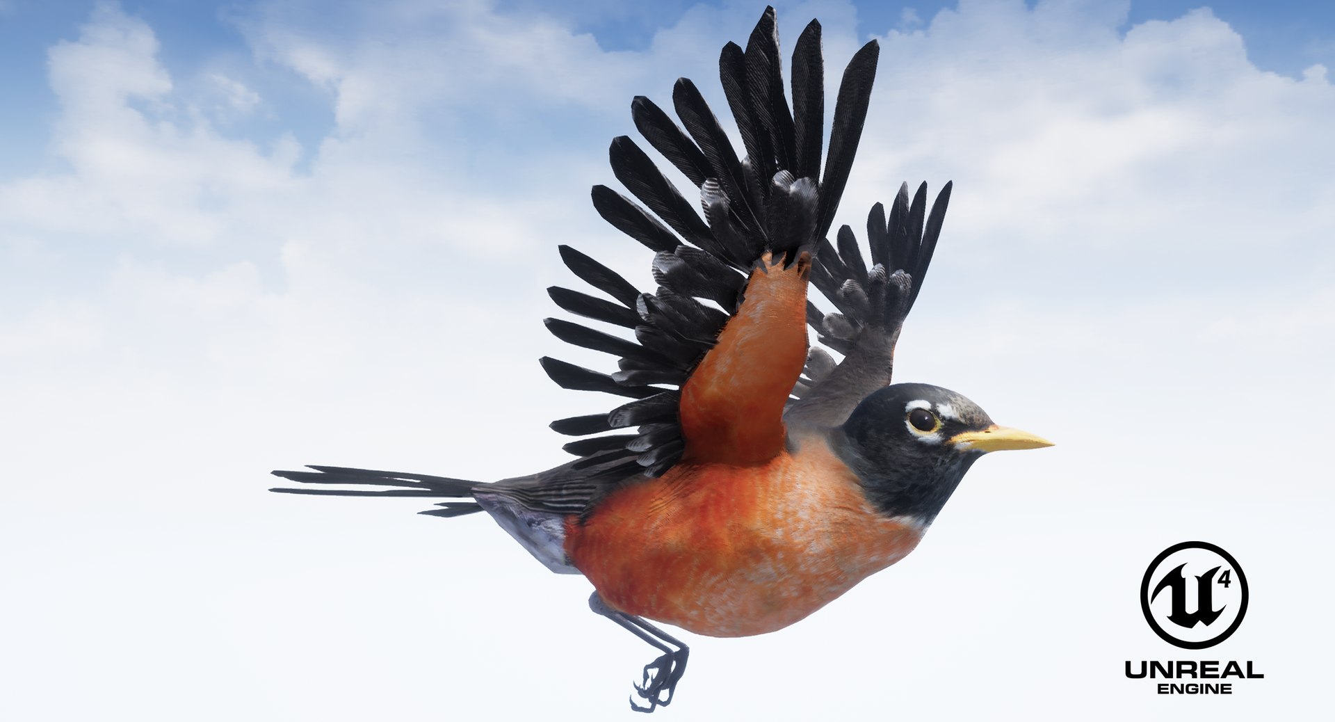 3D american robin animations - TurboSquid 1295750