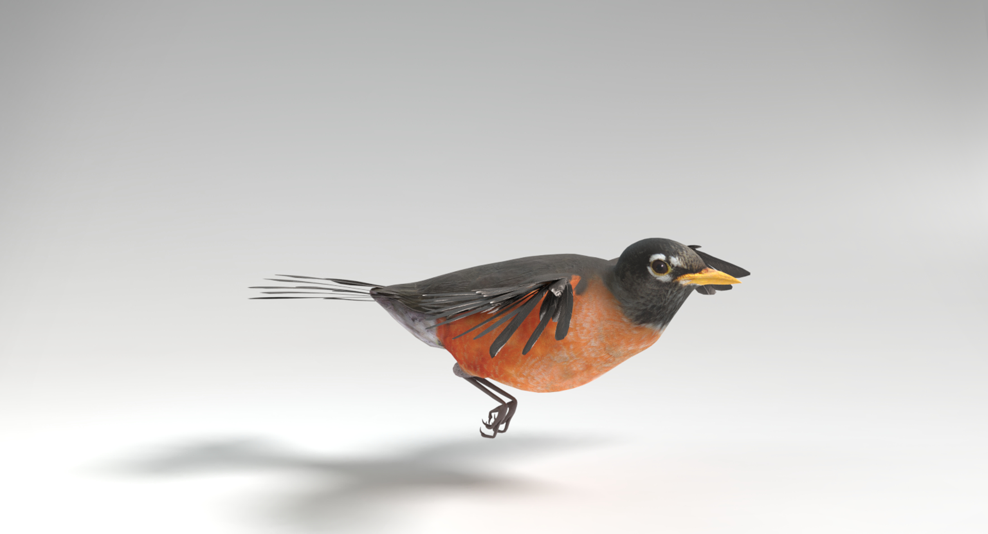 3D American Robin Animations - TurboSquid 1295750