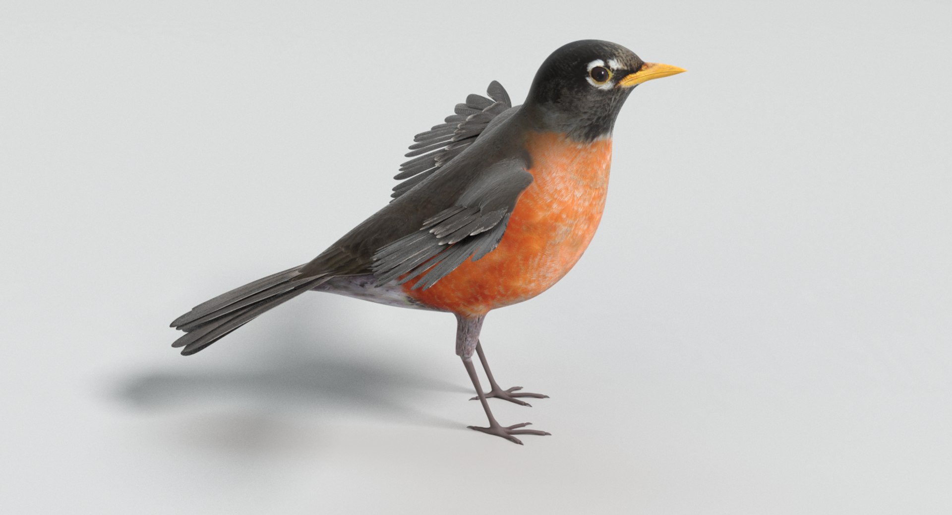3D American Robin Animations - TurboSquid 1295750