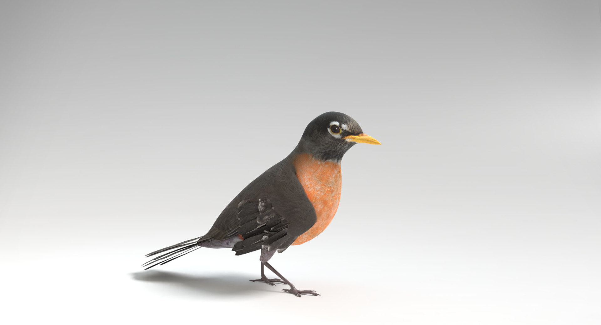 3D American Robin Animations - TurboSquid 1295750